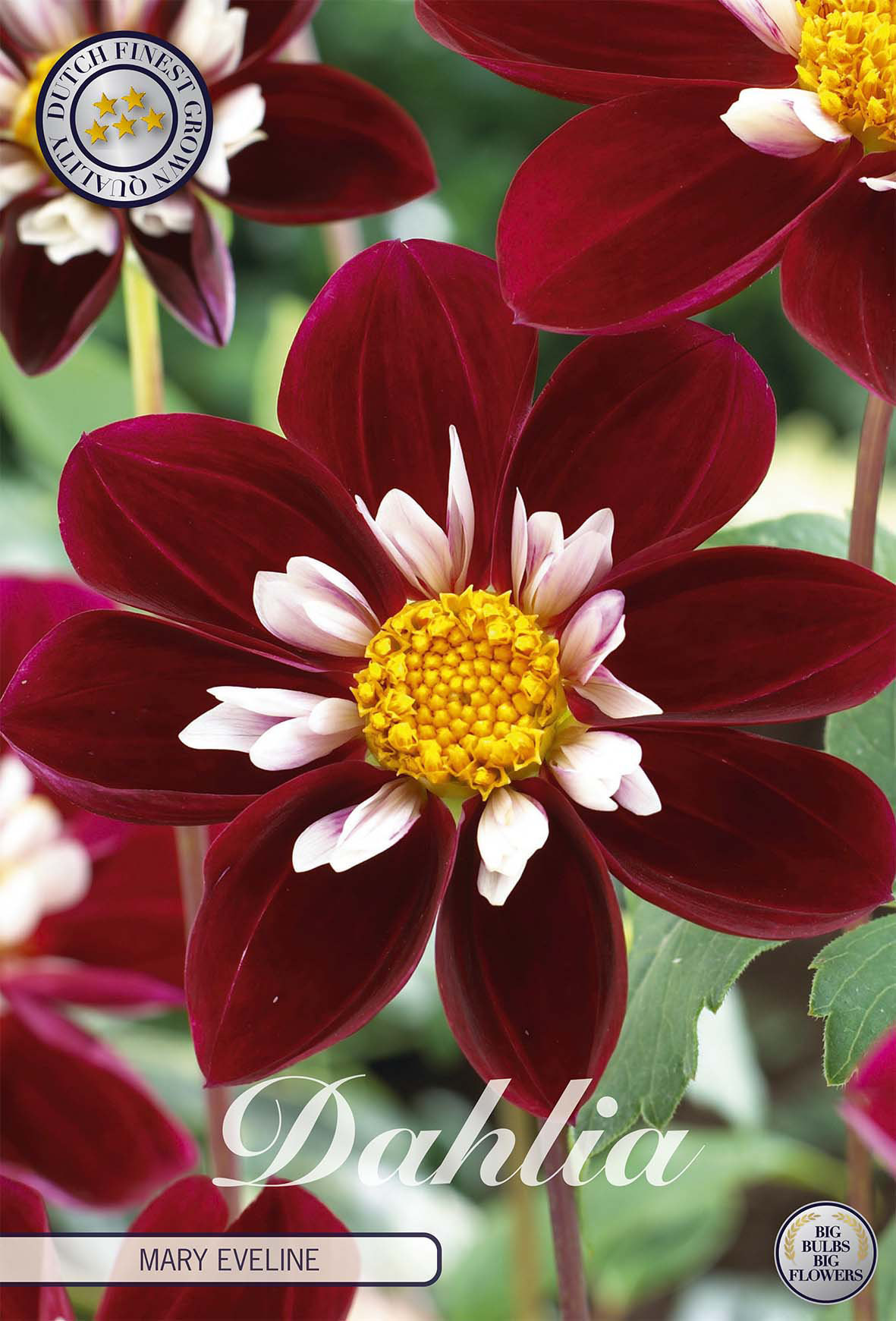 Mary Eveline’ Dahlia Tuber – Red–White (1 Tuber) – BLOM