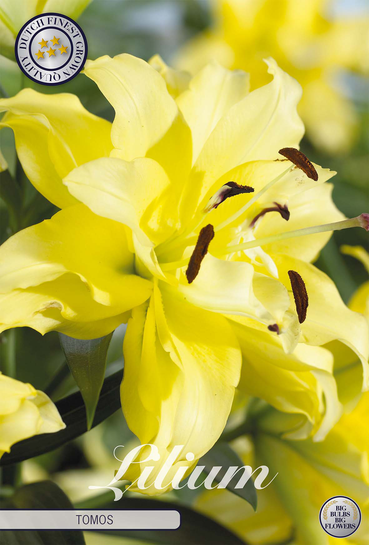 Tomos’ Lilium Bulbs – Pink–Yellow (2 Bulbs) – BLOM
