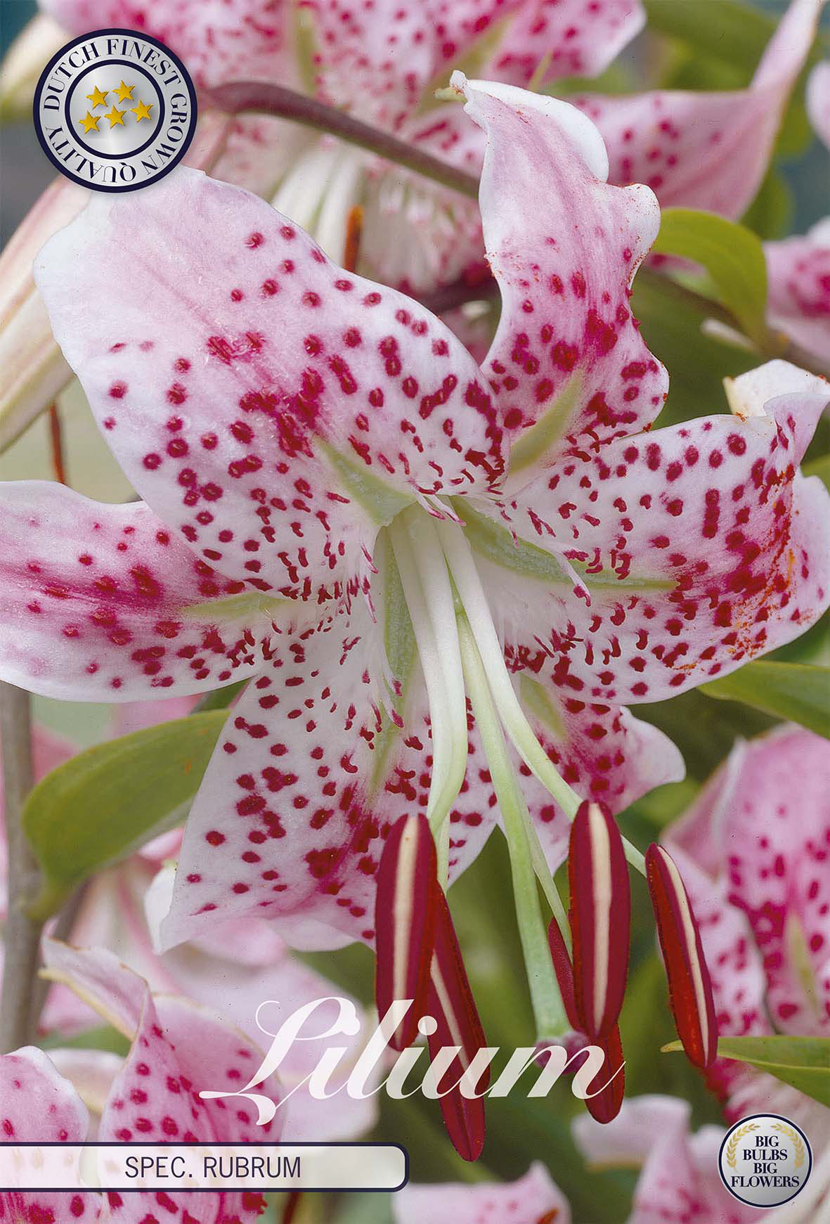 Spec. Rubrum’ Lilium Bulbs – White–Pink–Red (2 Bulbs) – BLOM