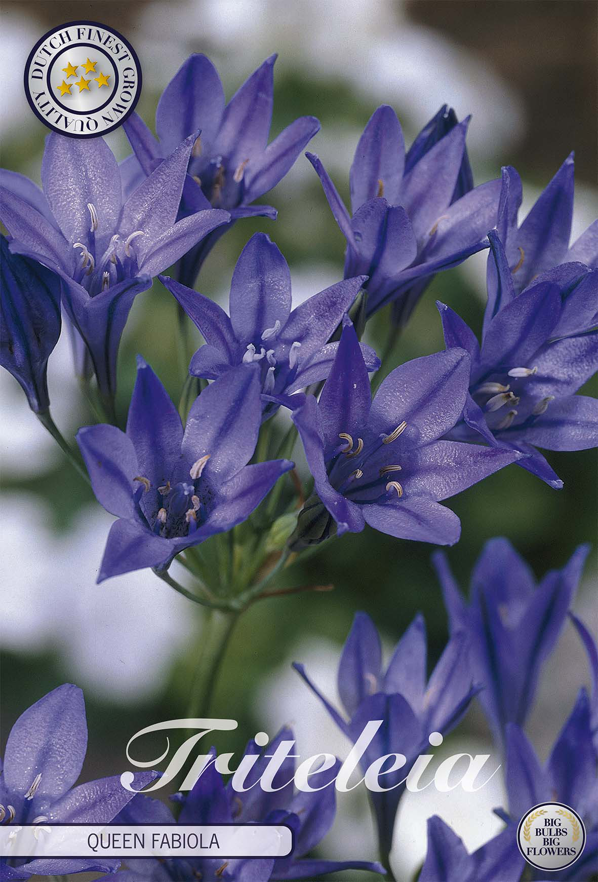 Queen Fabiola’ Triteleia Bulbs – Purple–Blue (15 Bulbs) – BLOM