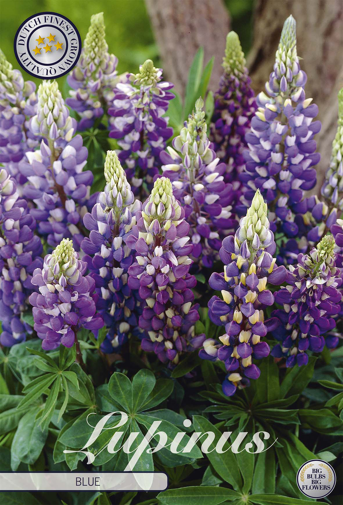 Blue’ Lupinus Root – Blue–Purple (1 Root) – BLOM