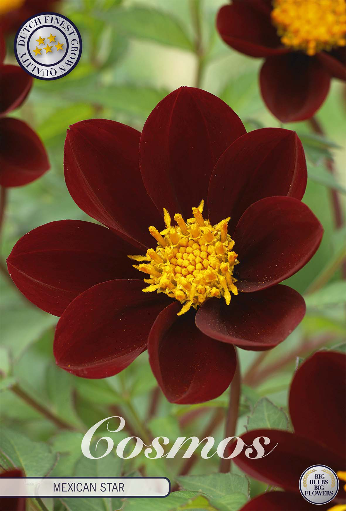 Mexican Star’ Cosmos Tuber – Red (1 Tuber) – BLOM