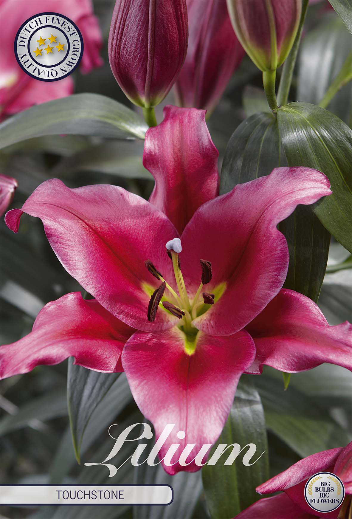 Touchstone’ Lilium Bulbs – Pink–Red (2 Bulbs) – BLOM