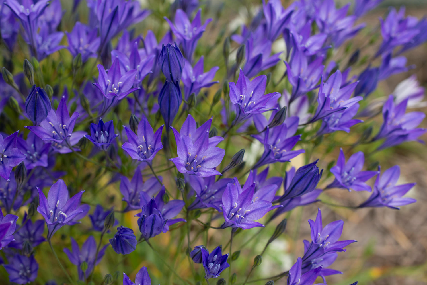 How to plant Triteleia bulbs (Triplet Lily) – BLOM