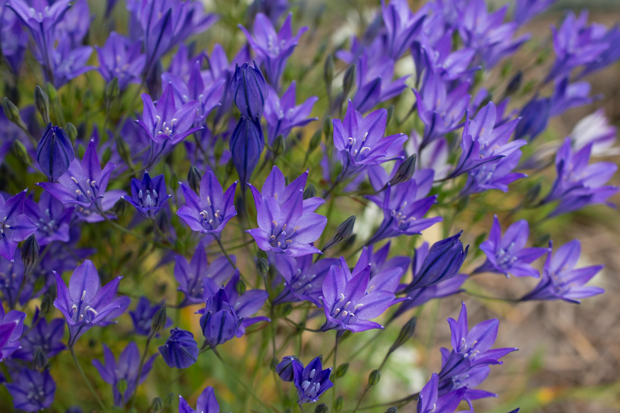 How to plant Triteleia bulbs (Triplet Lily) – BLOM