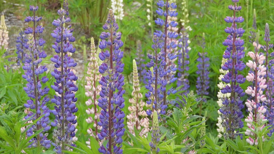 How to plant Lupinus bare-root plants (Lupins) – BLOM