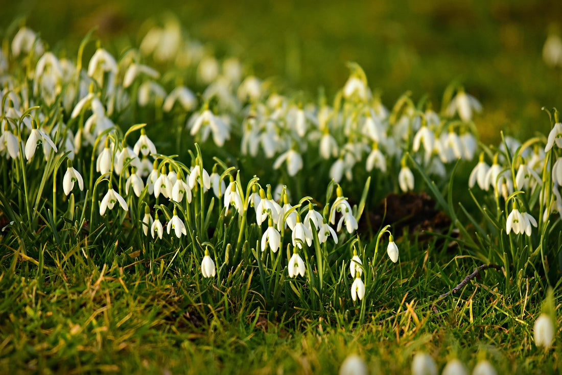 Galanthus – Planting instruction – BLOM